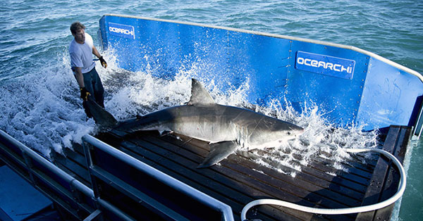 Brett McBride: The Evolution of a Shark Man | BoatUS