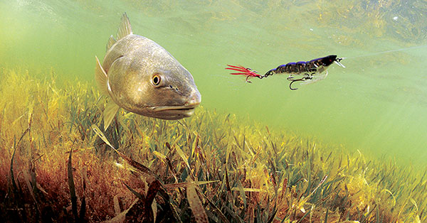 Redfish: I Dream In Bronze And White | BoatUS