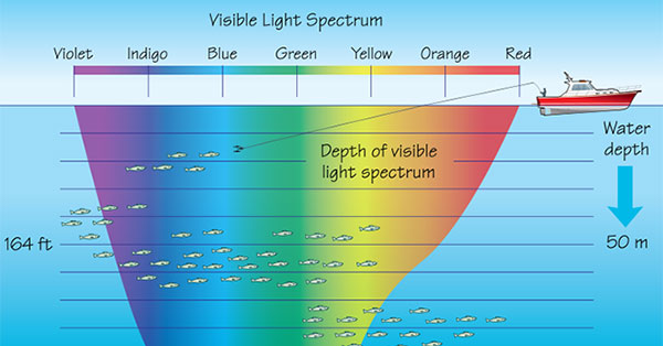 Lures From The Fish's Point Of View | BoatUS