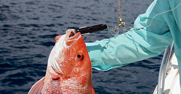 New South Atlantic Fishing Rule Now In Effect | BoatUS