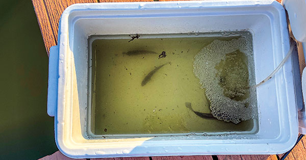 Build A Portable Livewell | BoatUS