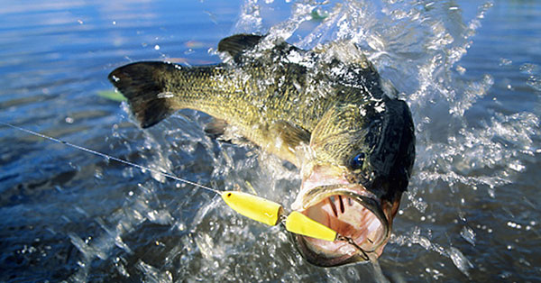 10 Topwater Fishing Tips | BoatUS