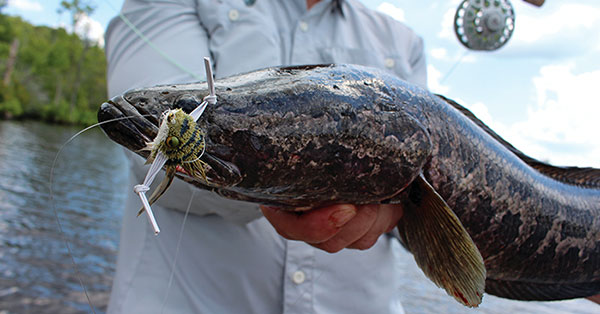World Record Northern Snakehead