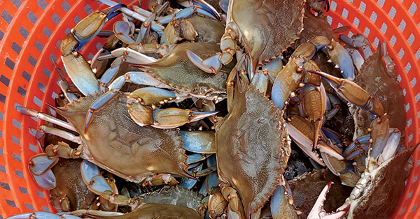 Catch Your Own Crabs With A Trotline | BoatUS