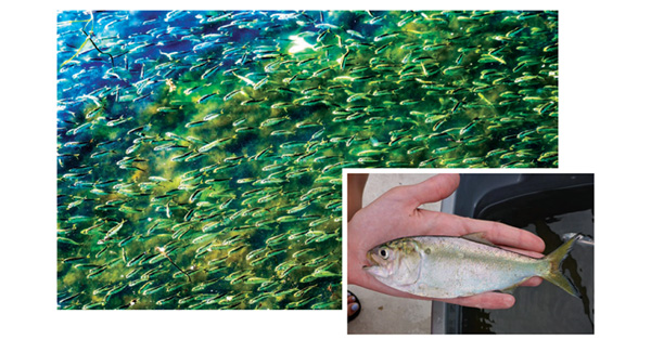 Atlantic Fisheries Update | BoatUS