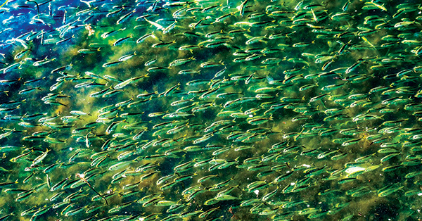 Atlantic Fisheries Update | BoatUS